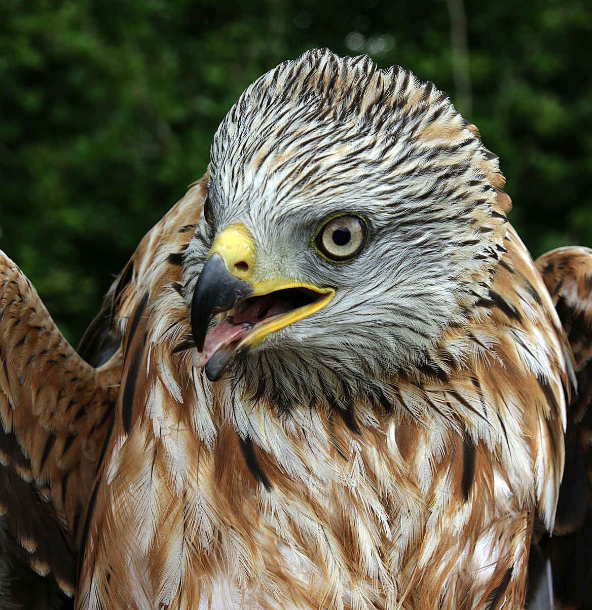 VOLG RODE WOUWEN – Grauwe Kiekendief, Kenniscentrum Akkervogels